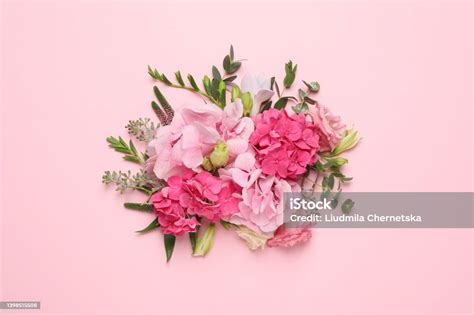 분홍색 배경에 Hortensia 꽃이있는 아름다운 구성 평평한 누워 0명에 대한 스톡 사진 및 기타 이미지 0명 개체 그룹
