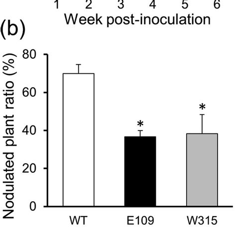 Nodulation And Formation Of Infection Threads A The Number Of
