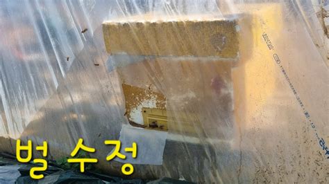 벌 수정 다현이네성주참외 벌수정 성주참외 Youtube