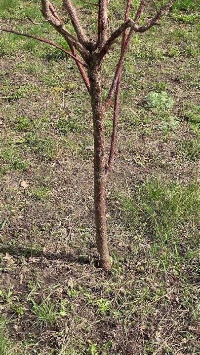 Догляд за молодими деревами Garden сад дача доглядзасадом Youtube