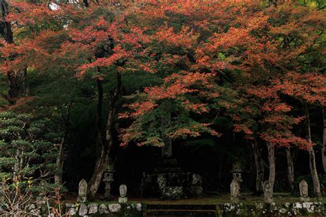 2023紅葉輝く丹波 晩秋円通寺 花景色K W C PhotoBlog
