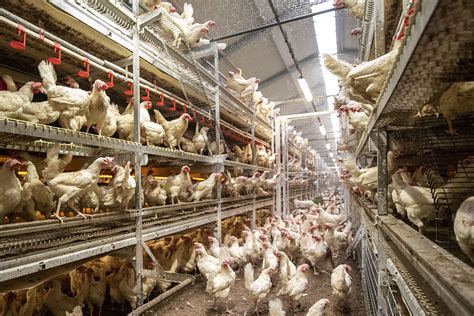Understanding Poultry Behaviour Key To Better Management Practices