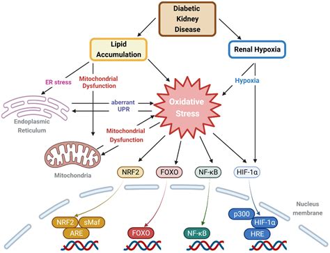 Antioxidants Free Full Text Oxidative Stress Induced By