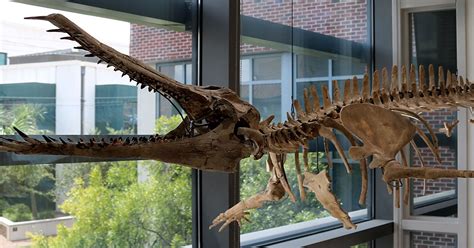 Louisville Fossils And Beyond Waipatiid Cetacean Fossil