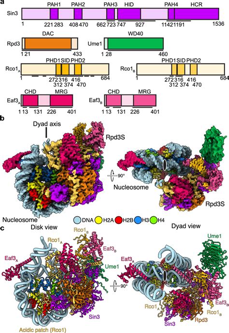 Structural Overview Of The Nucleosome Bound Rpd3s Complex A Domain