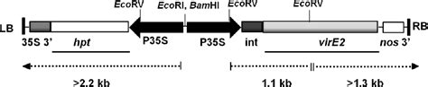 Figure 1 From The Agrobacterium Tumefaciens Ti Plasmid Virulence Gene