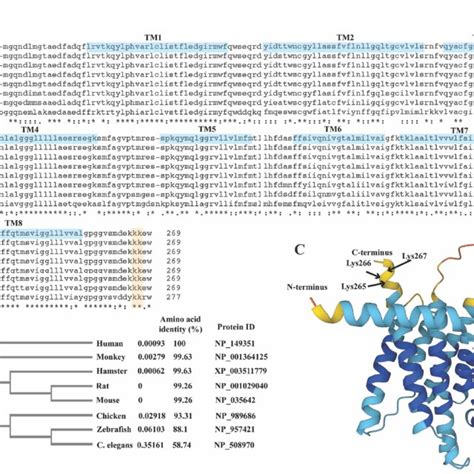 Structure Of Surf4 A Sequence Alignment In Clustal Format The