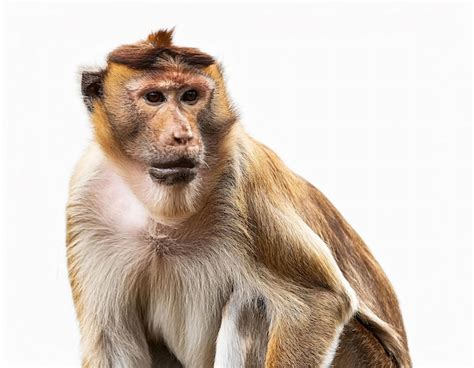 Moneky Picture Premium Ai Generated Image