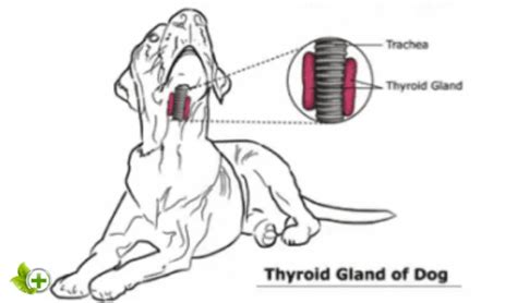 Hyperthyroidism In Dogs Causes Symptoms And Treatments For
