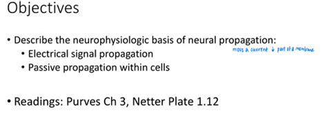 1 4 24 Neural Propogation Flashcards Quizlet
