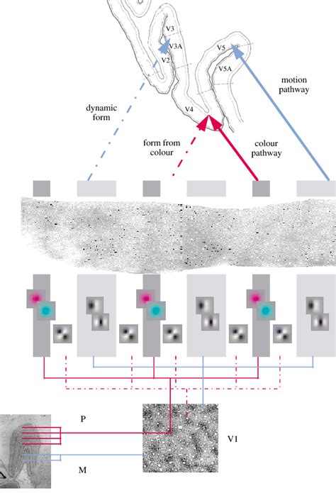 schematic adapted from zeki 1993 summarizing the anatomy and