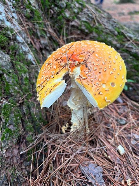 Amanita Chrysoblema American Fly Agaric Eat The Planet