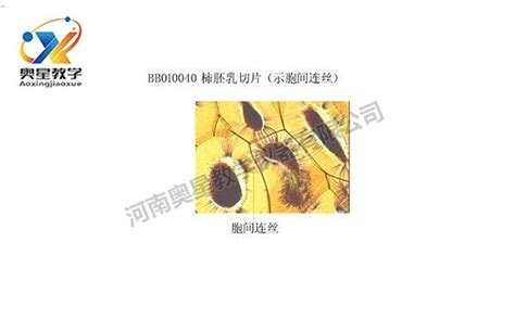 植物学切片 生物切片 产品中心 河南奥星教学仪器有限公司