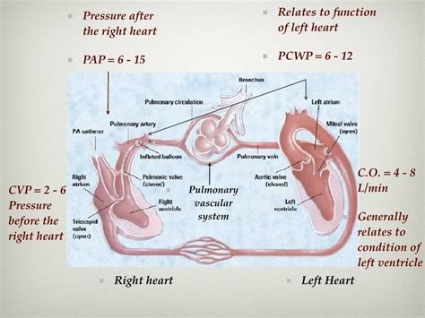 Hemodynamics And Shock