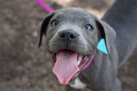 6 Ways To Keep Your Dog Happy And Healthy Dog Training Me