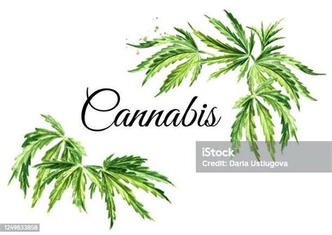 橫幅或框架和邊框與大麻大麻葉 大麻水稻 藥用藥草植物 大麻手繪水彩插圖 在白色背景上隔離向量圖形及更多上癮圖片 上癮 健保和醫療 剪裁