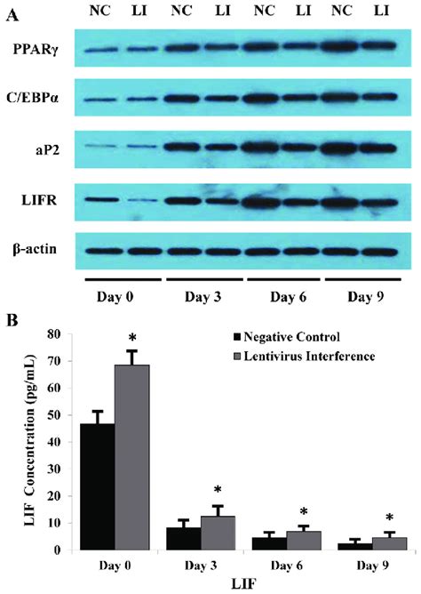 Protein Expression Levels Of Lif Lifr And Adipogenic Markers During