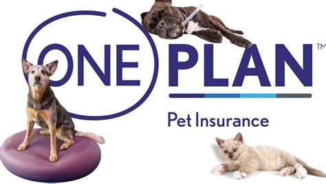 Oneplan Pet Insurance Review 2024 Rateweb