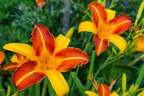 Daylily Care Planting Growing And Maintenance Mygardenlife