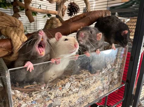 How Many Rats Should You Get Consider This Before Adopting