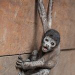 Waorani Amazon Tribe Photography Reconnaissance Report