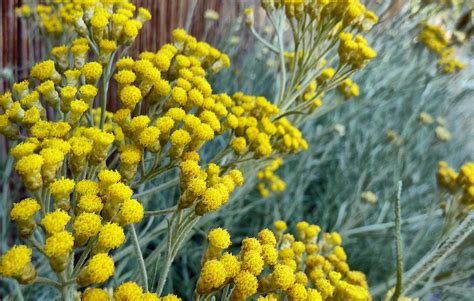 Helichrysum Italicum Helichrysum Italicum Plants Xeriscape