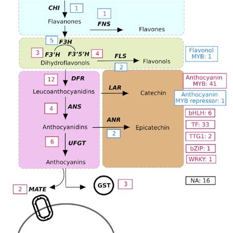 Schematic Representation Of The Flavonoid Biosynthesis Pathway With