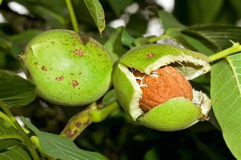 Growing Hickory Trees Varieties Planting Guide Care And How To Use