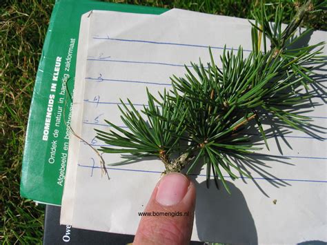 Boomsoorten Die Horen Bij Ceders
