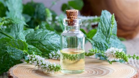 What Are Earwigs Identification Habitat And Behavior Exotella