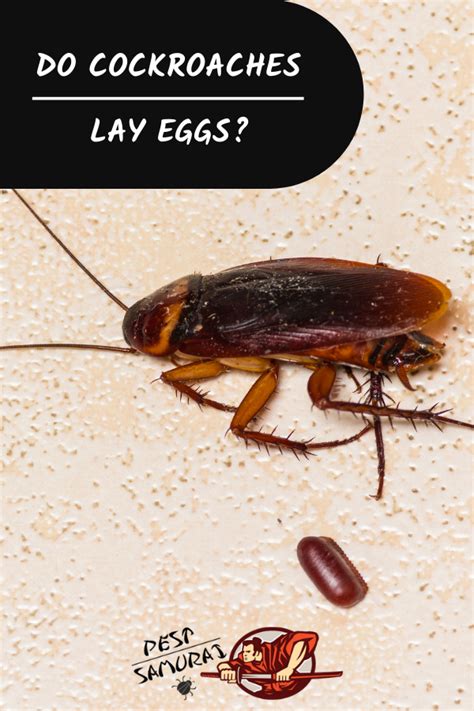 Do Cockroaches Lay Eggs Information And Facts Cockroaches Mice