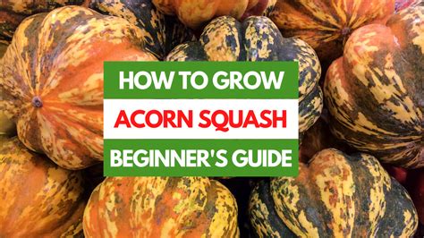 A Beginners Guide How Does Acorn Squash Grow Greenthumbsguide