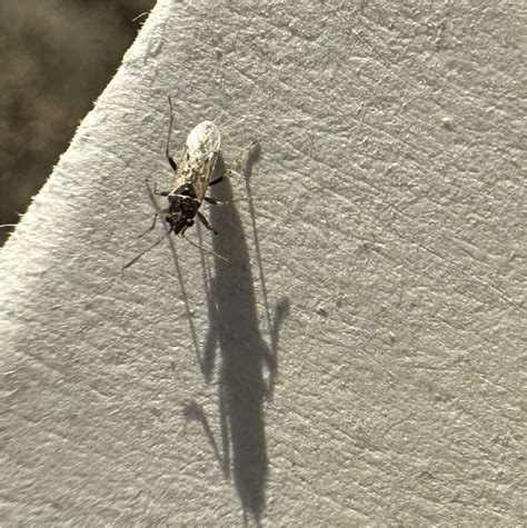 Help Identifying These Insects Lawn Care Forum