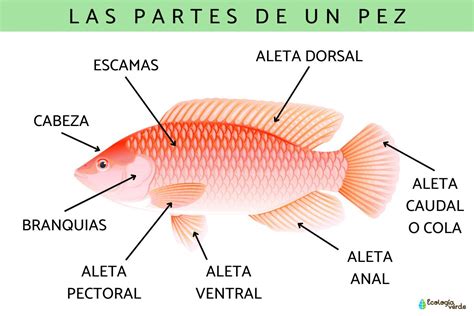 Partes De Un Pez Guía De La Anatomía De Los Peces