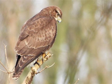 Common Buzzard Bird Of Prey Free Photo On Pixabay Pixabay