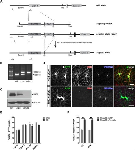 Generation And Characterization Of Ng2 Creert2 Mouse A Scheme Of