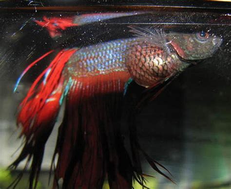 Aquarium Fish Diseases Diana Walstads Books And Articles