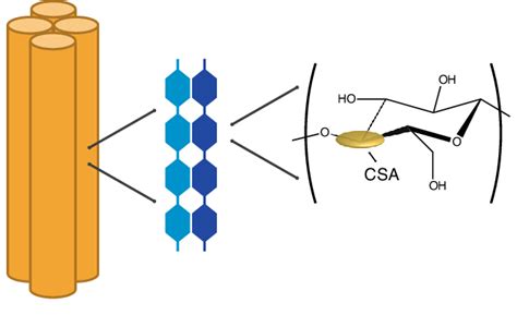 Schematic Illustration Of A Bundle Of Cellulose Fibers Yellow And Download Scientific Diagram