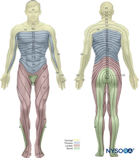 Regional Anesthesia Distribution Of Dermatomes NYSORA NYSORA
