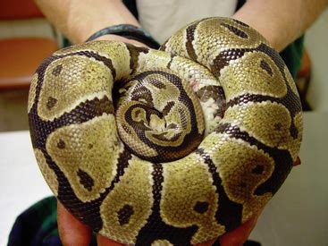 REPTILE BEHAVIOR Veterian Key