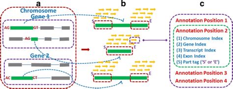 Circmarker A Fast And Accurate Algorithm For Circular Rna Detection Pmc