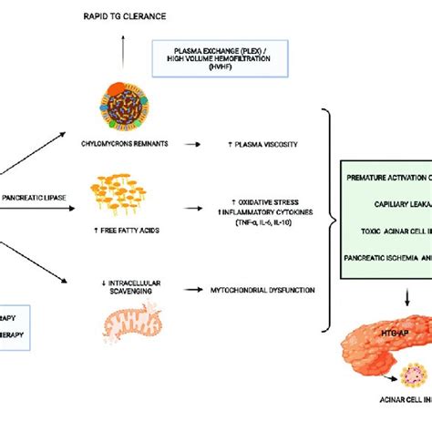 The Pathophysiology Of Hypertriglyceridemia Induced Acute Pancreatitis