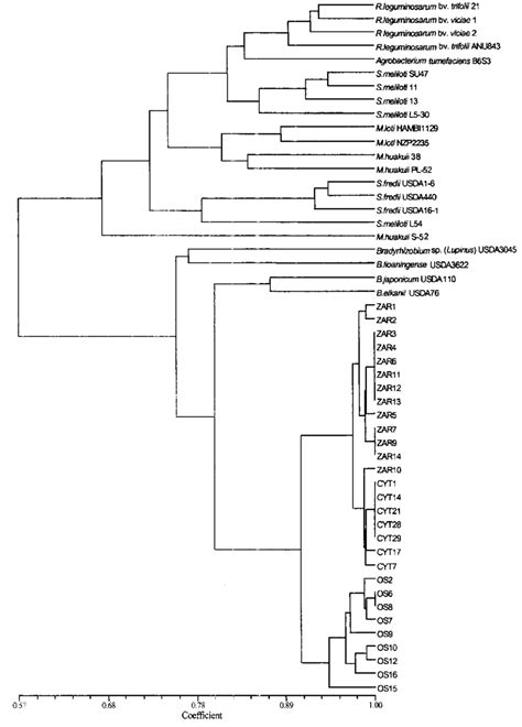 dendrogram showing phenotypic relationships between s scoparius