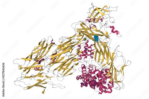 Structure Of Human Complement C5 3d Cartoon Model Secondary Structure Color Scheme Pdb 3cu7