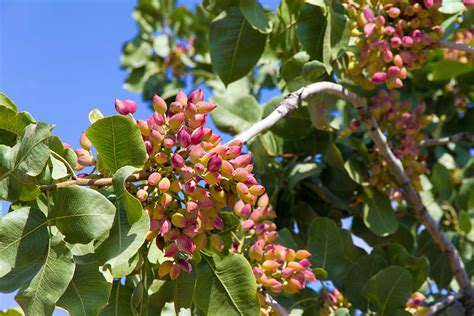 Pistachio Tree Types