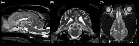 Sagittal A Transverse B And Dorsal C T2w Sequence Showing