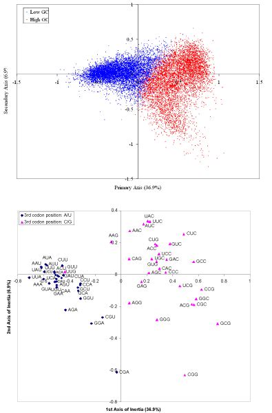 correspondence analysis of relative synonymous codon usage rscu for
