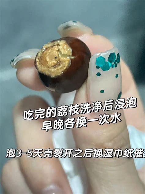 第一次被 荔枝核的杀伤力”惊呆了，泡水里22天，长成 粉盆栽” 知乎