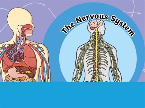 Nervous System Powerpoint Ver 4 1 Pptx Brain And Nervous System Disorders Diseases And