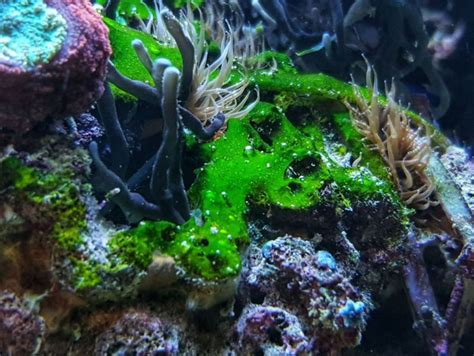 Synbiobeta On Linkedin Meet Chonkus The Algae That Eats Carbon And